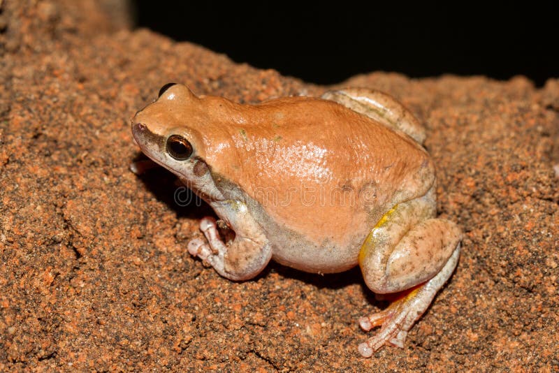 Desert Tree frog stock image. Image of frog, rubella - 195140791