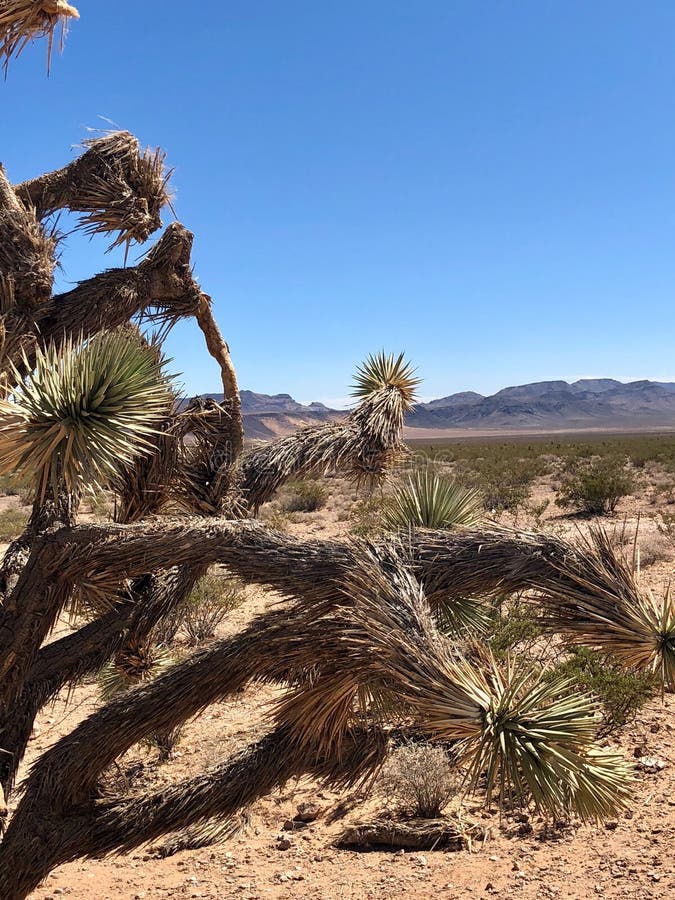 Desert tree stock image. Image of joshua, tree, nevada - 144598145