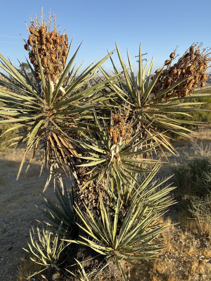 Desert Tree stock image. Image of valley, california - 190621641