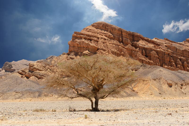 Desert tree and mountains stock image. Image of mountains - 25905693