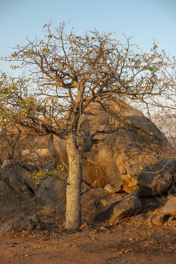 Desert tree in Namibia stock image. Image of branches - 195605921