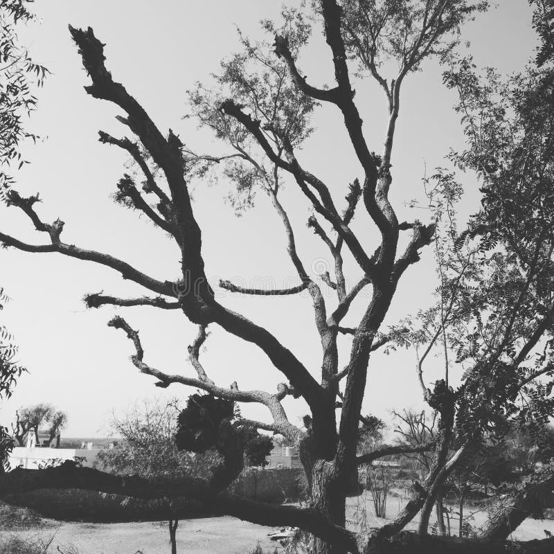 Desert tree stock image. Image of sketch, flower, drawing - 179730659