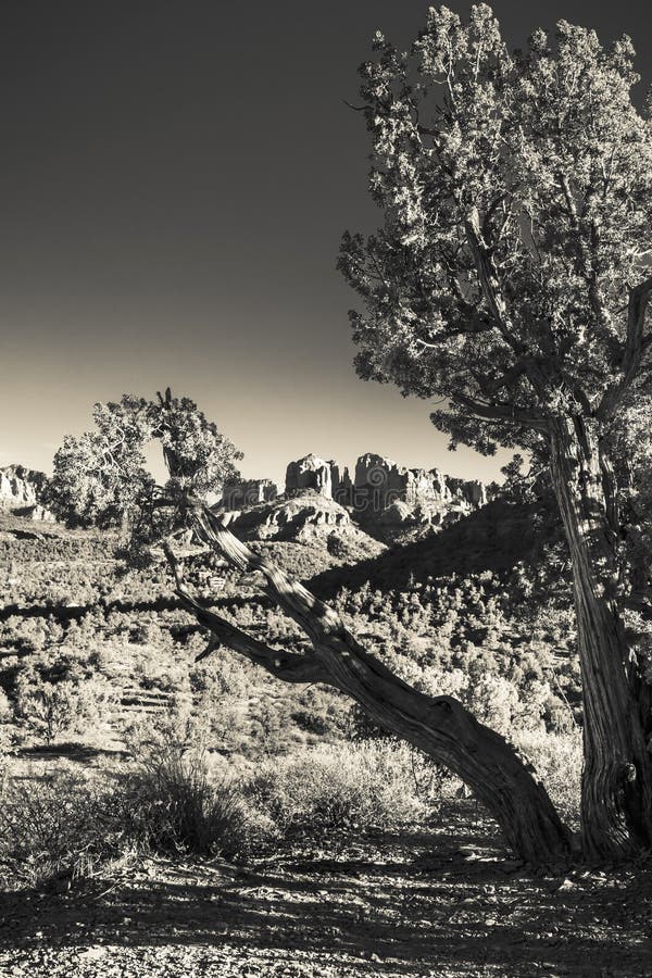 Desert Tree at Red Rock Canyon Stock Image - Image of vacations, green ...