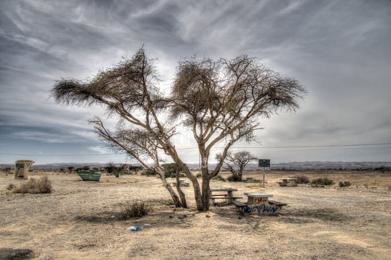 Desert Trees stock photo. Image of clear, idyllic, loneliness - 7136048