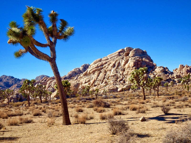 Desert Trees stock image. Image of formations, joshua - 63473993