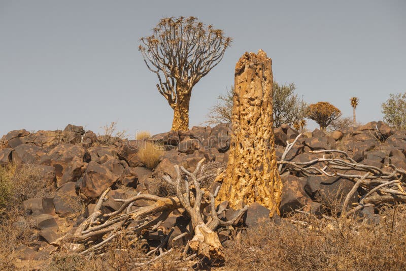 Desert trees landscape stock photo. Image of stones - 173088694