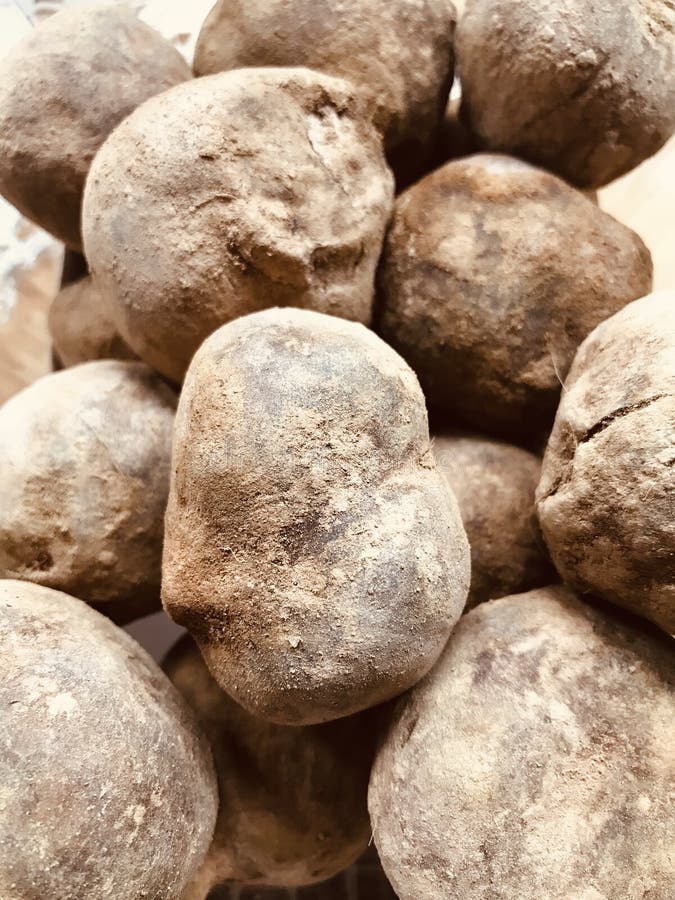 Desert Truffles stock image. Image of arabian, natural - 140572819