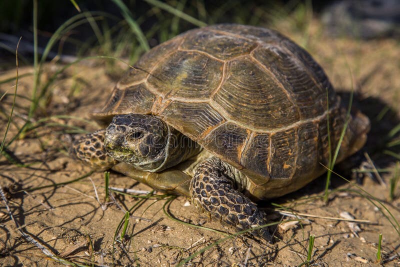 Desert Turtle in Wildlife, Close-up View Stock Photo - Image of brown ...
