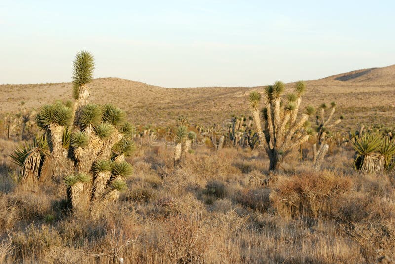 Desert Vegetation Picture. Image: 1369646