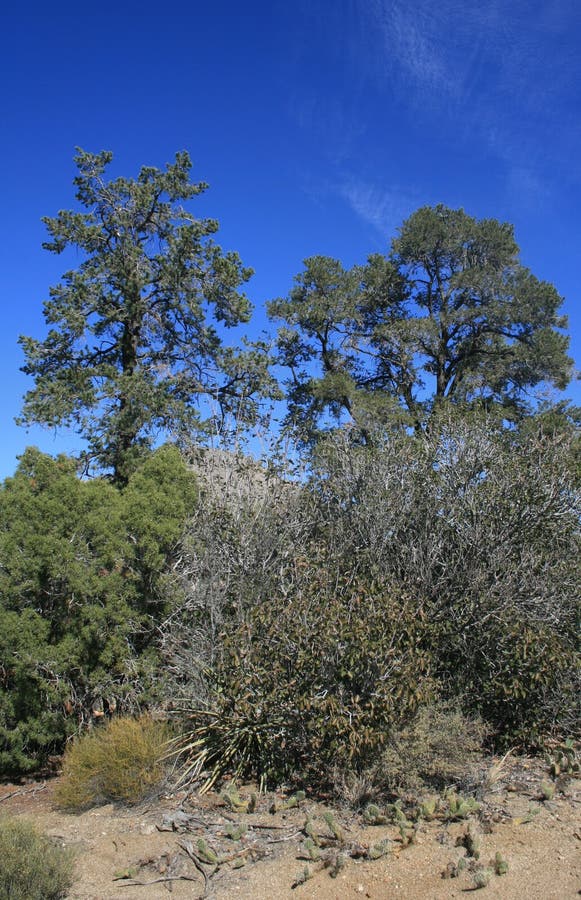 Pinyon Pines (Pinus Edulis) Stock Image - Image of natural, rocky: 4130541