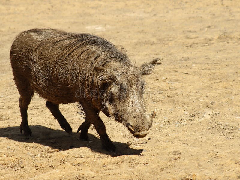 Desert Warthog, Phacochoerus Aethiopicus, Male Portrait, Gorongosa ...