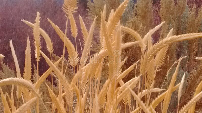 Autumn wheat stock image. Image of oregon, meadow, field - 104452921