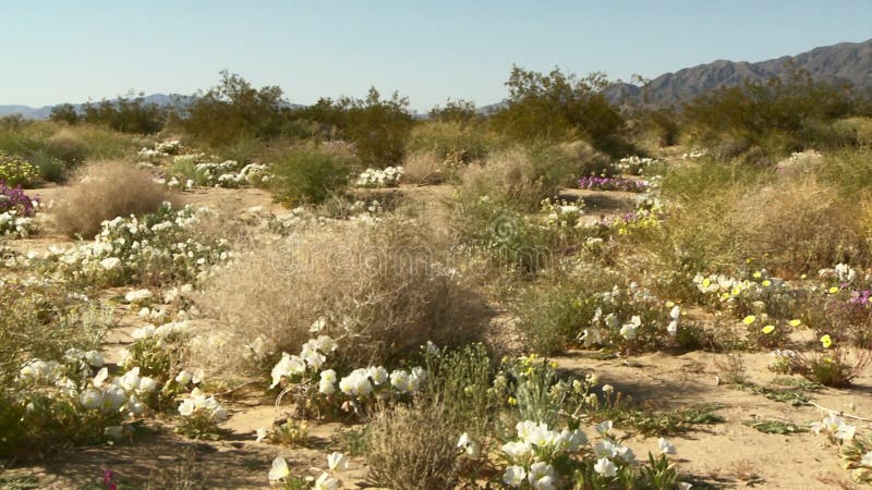 Desert Wild Flowers stock video. Video of wild, desert - 257814619