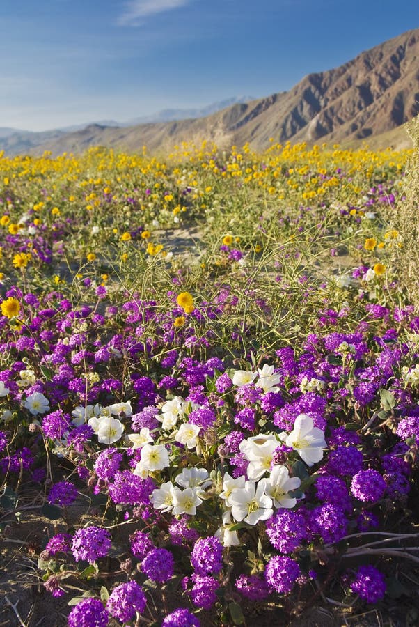 Desert wildflower. stock photo. Image of wildlife, landscape - 4790864