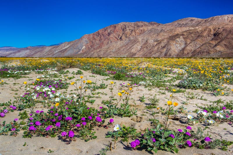Desert Wildflowers and Cactus in Bloom. Stock Photo - Image of ...