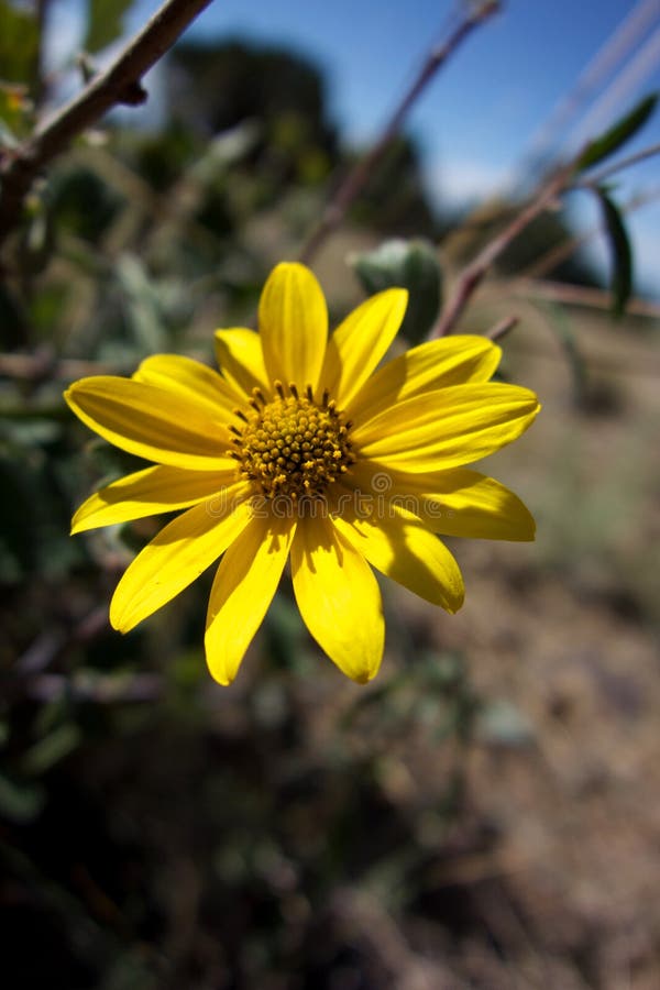 Daisy flower in the desert stock photo. Image of miracle - 44033598