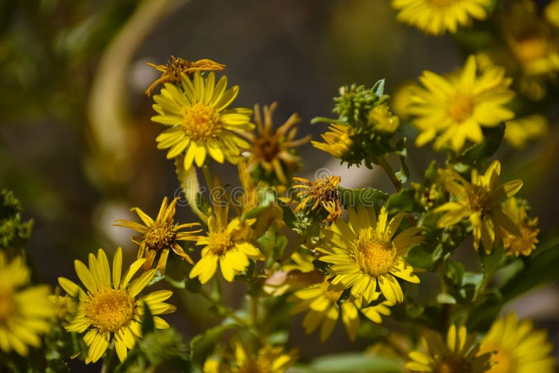 Erigeron Linearis (Desert Yellow Fleabane or Narrow Leaved Fleabane ...