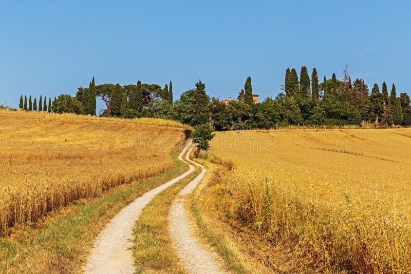 Country road in Italy stock image. Image of agriculture - 132955043