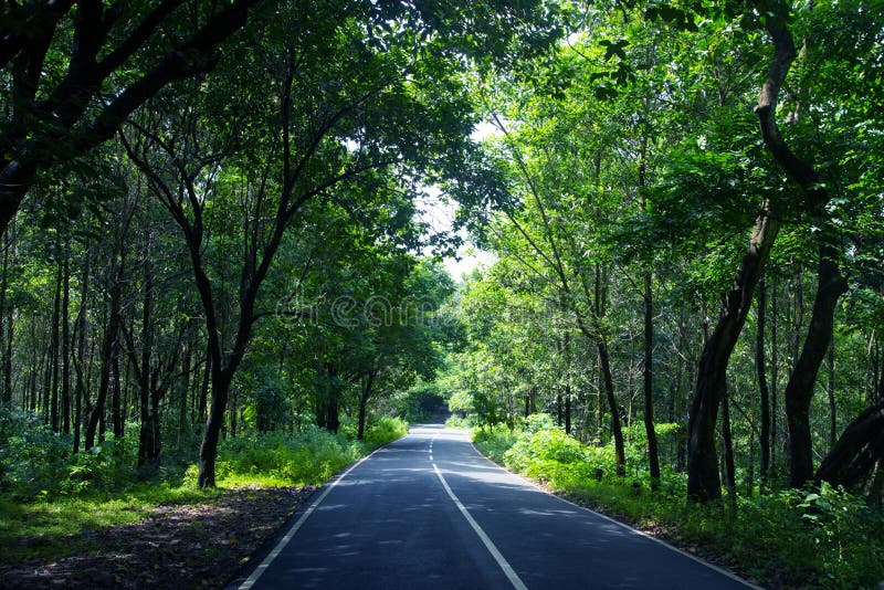 A Deserted Jungle Path, a Broad Paved Road through Dense Undergrowth ...