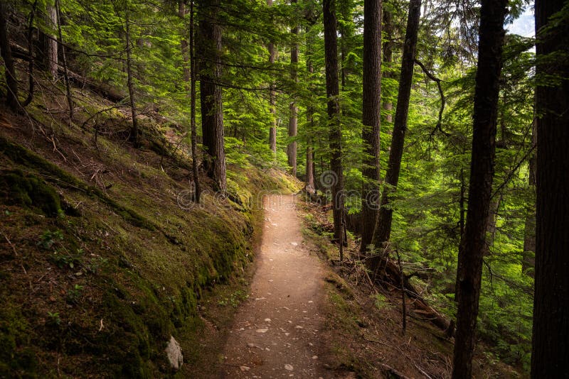 Empty Path through a Mountain Forest in Summer Stock Photo - Image of ...