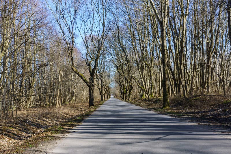 Deserted Road in Early Spring, Alley of Roadside Trees Stock Photo ...