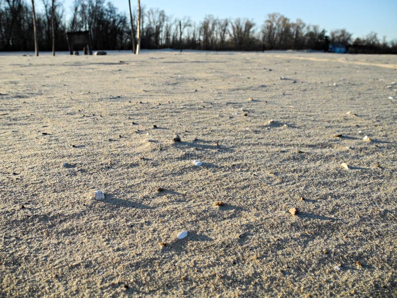 Deserted Sandy Beach. a Field of Sand with Seashells and Trees in the ...