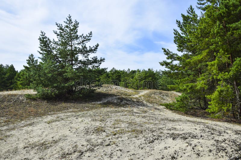 Deserted Sandy Landscape with Greenery Trees and Woods Weather Sky ...