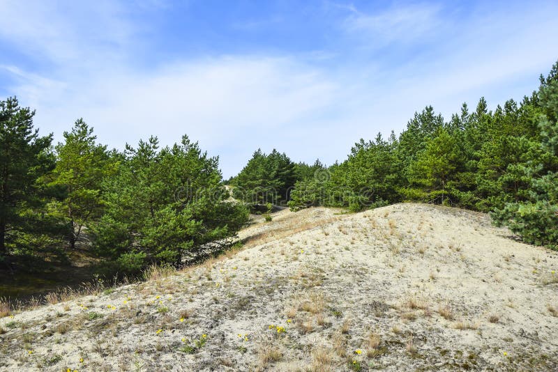 Deserted Sandy Landscape with Greenery Trees and Woods Weather Sky ...