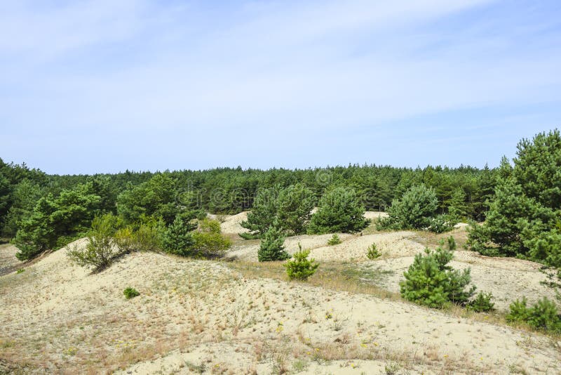 Deserted Sandy Landscape with Greenery Trees and Woods Weather Sky ...