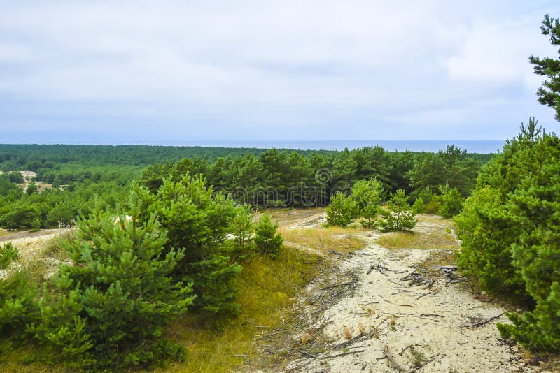 Deserted Sandy Landscape with Greenery Trees and Woods Weather Sky ...