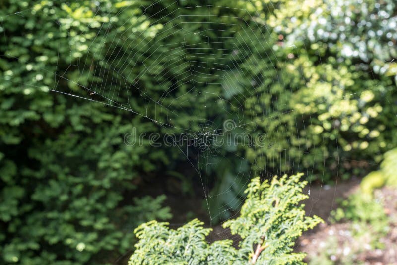 578 Broken Spider Web Stock Photos - Free & Royalty-Free Stock Photos ...