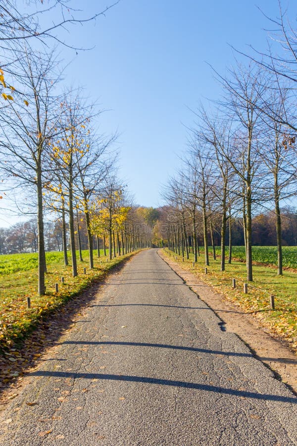 Deserted Tree Lined Road Leading into the Distance Stock Image - Image ...
