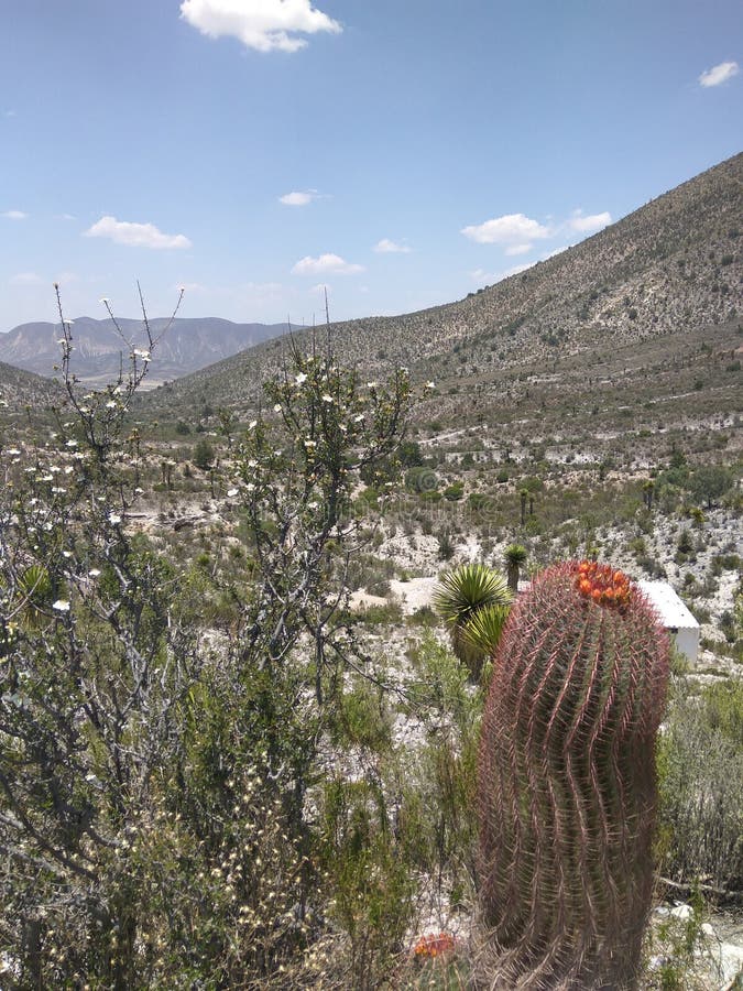 Desertic landscape stock photo. Image of cactus, countryside - 93098654