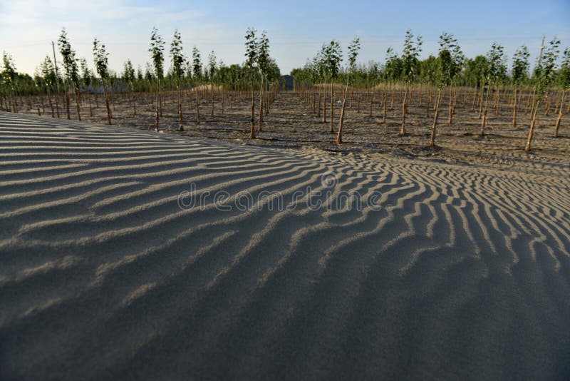 Desertification control stock photo. Image of china, wind - 56045182