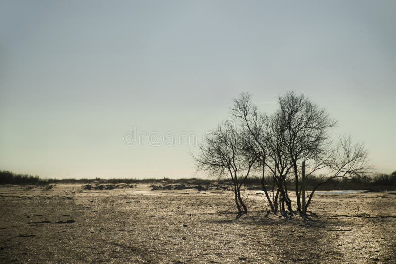 Desertification Threatening Trees Growing in Cracked Soil Stock Image ...