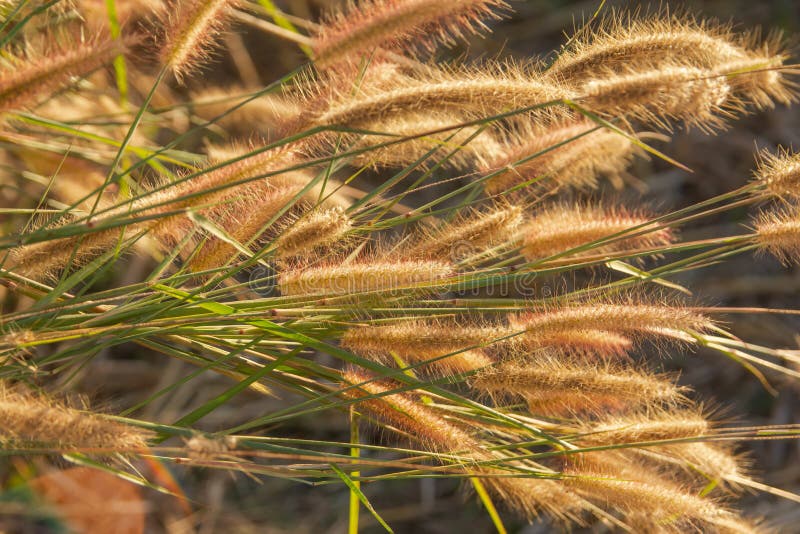 Desho Grass, Pennisetum Pedicellatum and Sunlight from Sunset Stock ...