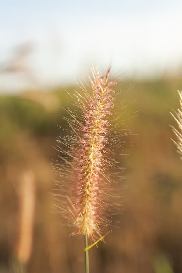 Desho Grass, Pennisetum Pedicellatum and Sunlight from Sunset Stock ...