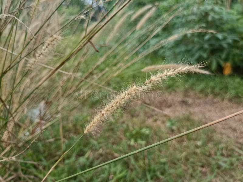 Desho Grass with the Scientific Name Pennisetum Pedicellatum Stock ...