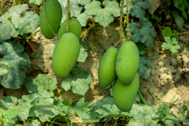 Desi Green and Raw Mango in a Small Mango Tree Stock Photo - Image of ...
