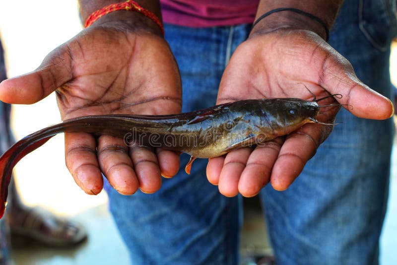 Desi Magur Clarias Batrachus Fish in Hand of a Fish Farmer Stock Photo ...