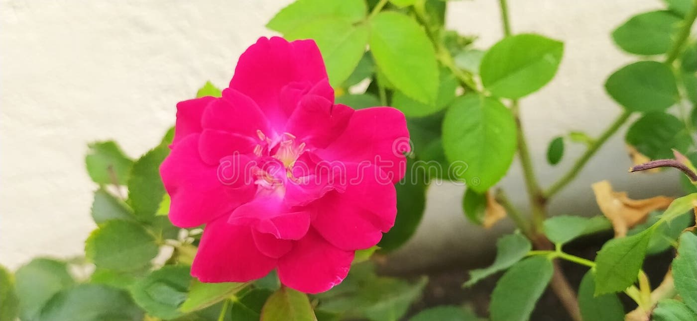 470 Desi Flower Stock Photos - Free & Royalty-Free Stock Photos from ...