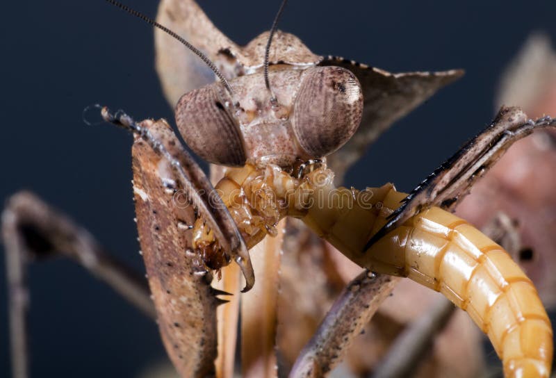 Desicata Mantis face stock photo. Image of wing, wildlife - 195220074