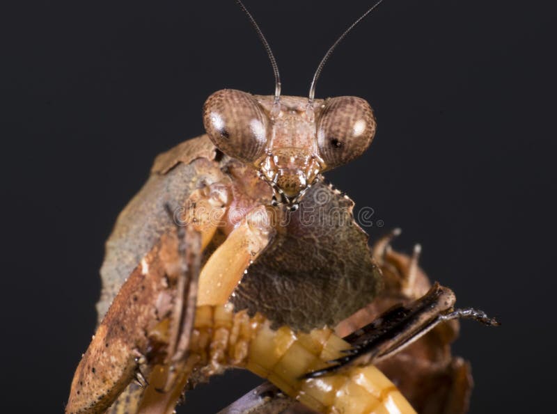 Desicata Mantis Face and Body Stock Photo - Image of spider, food ...