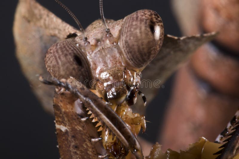 Desicata Mantis Face when Eat Worm Stock Photo - Image of insect, food ...
