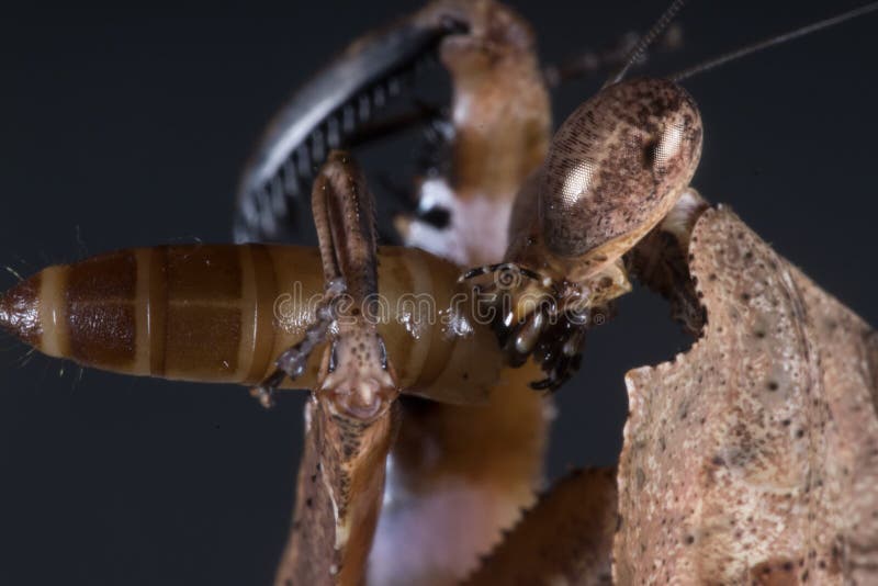 Desicata Mantis Face from Side Stock Photo - Image of face, insect ...