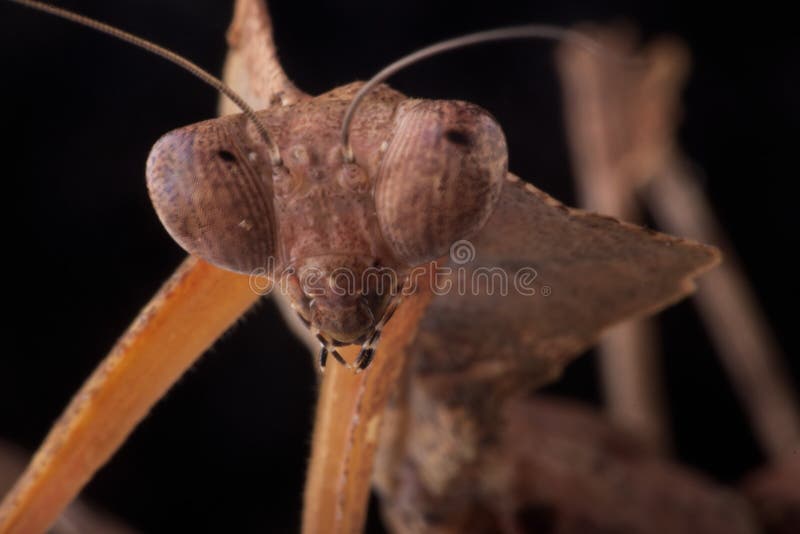 Mantis Position Stock Photos - Free & Royalty-Free Stock Photos from ...