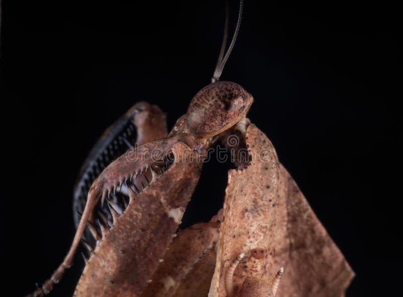 Desicata Mantis from side stock image. Image of mantis - 196061431
