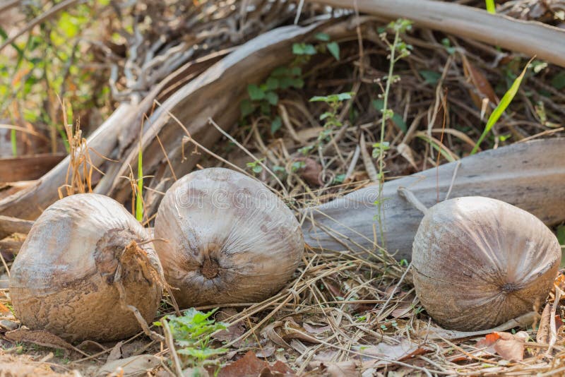 Desiccated coconut stock photo. Image of desiccated, fruit - 70958964