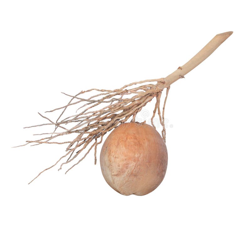 Desiccated Coconut Isolated on White Stock Photo - Image of texture ...