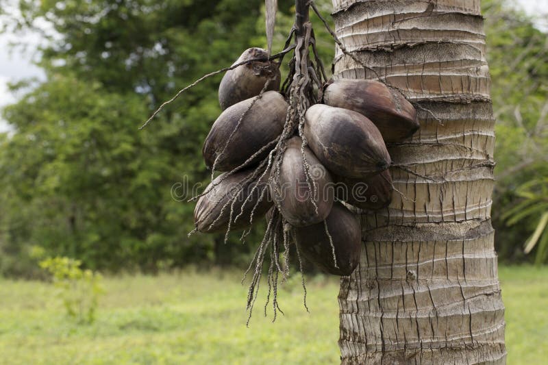 Desiccated coconut on tree stock image. Image of palm - 44618689